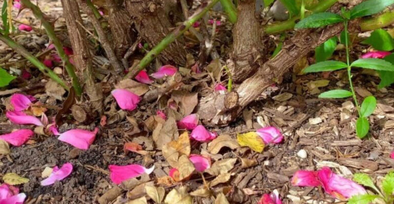 How and When to Prune Knock Out Roses for Stunning Blooms All Season ...