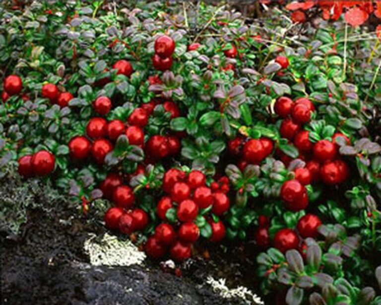 13 Native Berry Bushes That Taste Amazing – And Are Shockingly Easy to ...
