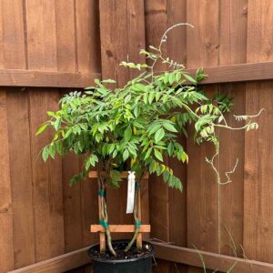 7 Reasons Your Wisteria Isn’t Blooming—And How to Fix Them - Complete ...