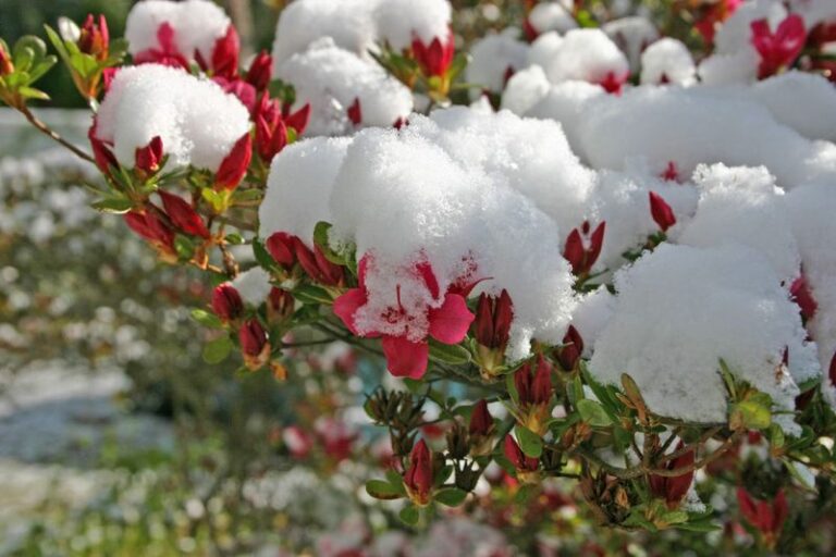 Stop Killing Your Azaleas! 15 Mistakes You Might Be Making (And How to ...