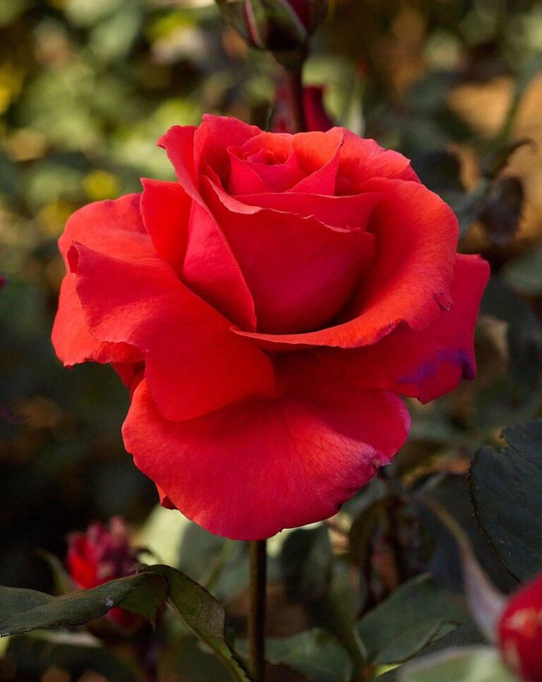 Roses Uncovered: 10 Reasons to Adore Them and 5 Reasons to Think Twice ...