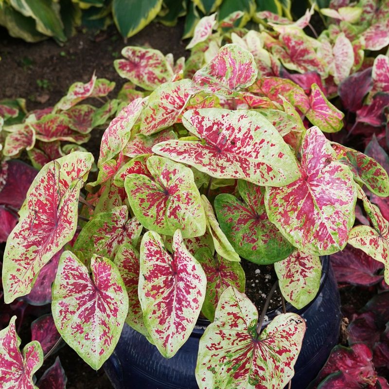 25 Stunning Plants With Purple and Green Leaves to Add Bold Color to ...