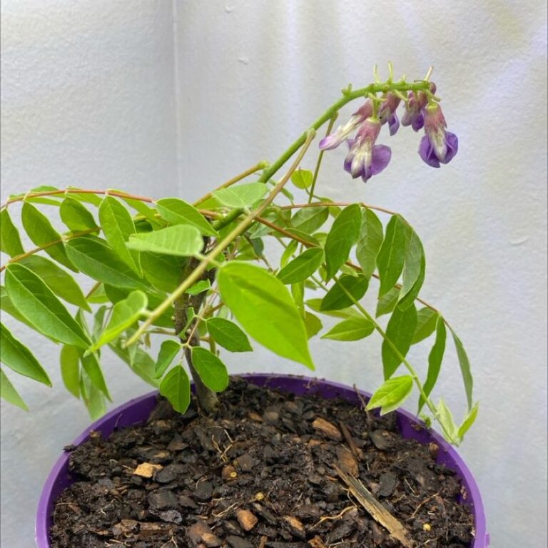 7 Reasons Your Wisteria Isn’t Blooming—And How to Fix Them - Complete ...