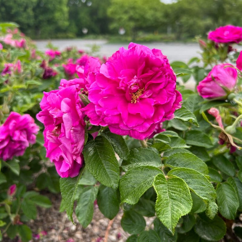 20 Pink Perennials You’ll See Every Year and 5 That Vanish After One ...