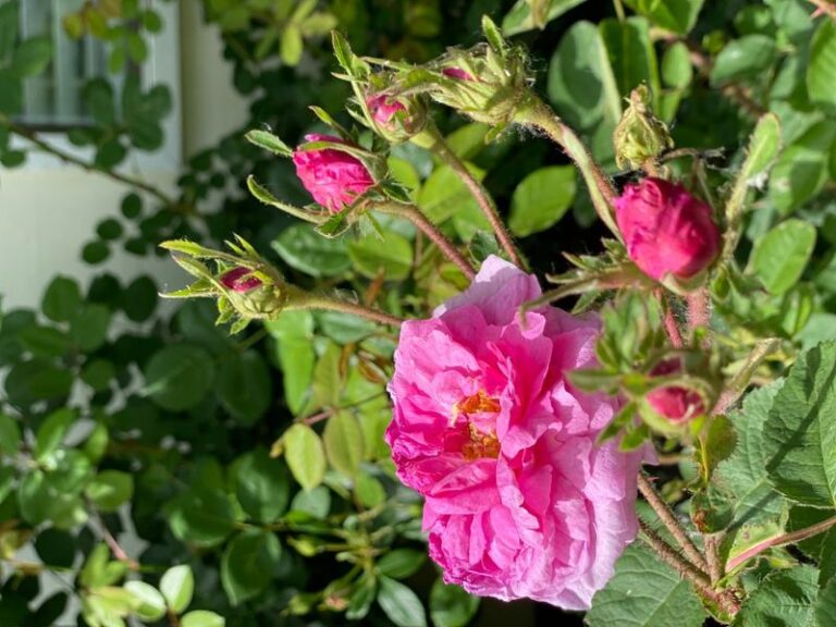 22 Breathtaking Roses Hidden From the Average Gardener - Complete Gardening
