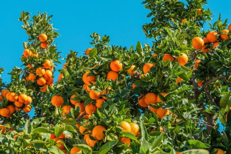 18 Resilient Fruit Trees Perfect for Hot, Dry Climates - Complete Gardening