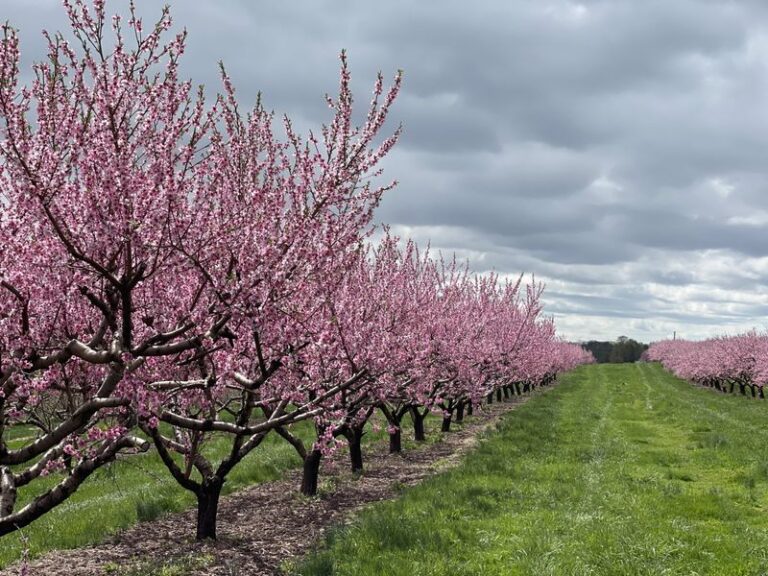 These 14 Pink Flowering Trees Will Make Your Garden Look Straight Out ...