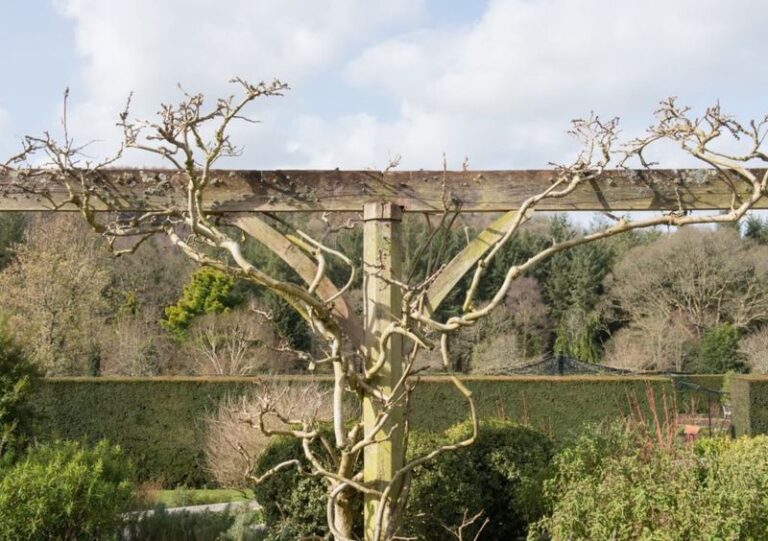 7 Reasons Your Wisteria Isn’t Blooming—And How to Fix Them - Complete ...