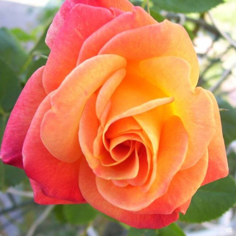 22 Breathtaking Roses Hidden From the Average Gardener - Complete Gardening