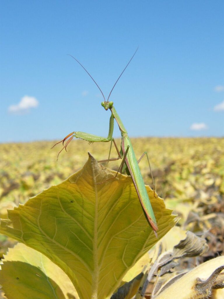 15 Must-Have Beneficial Insects That Will Transform Your Garden Forever ...