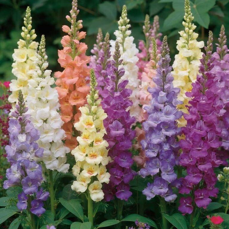 30 Long-Blooming Flowers That Thrive in Raised Beds - Complete Gardening