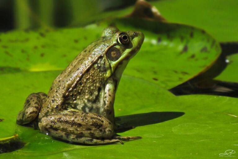 11 Easy Ways to Attract Frogs to Your Garden – Nature’s Free Pest ...