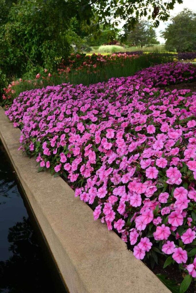 20 Pink Perennials You’ll See Every Year and 5 That Vanish After One ...