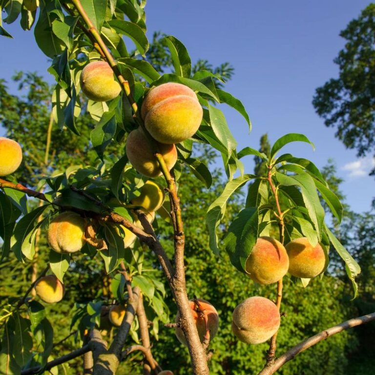 18 Resilient Fruit Trees Perfect for Hot, Dry Climates - Complete Gardening