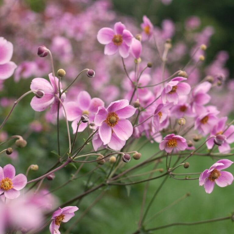20 Pink Perennials You’ll See Every Year and 5 That Vanish After One ...