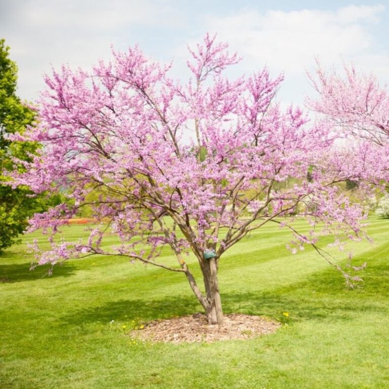 These 14 Pink Flowering Trees Will Make Your Garden Look Straight Out ...