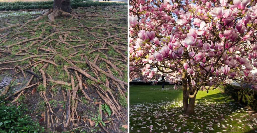 Magnolia Roots: Gorgeous Tree or Underground Menace? - Complete Gardening