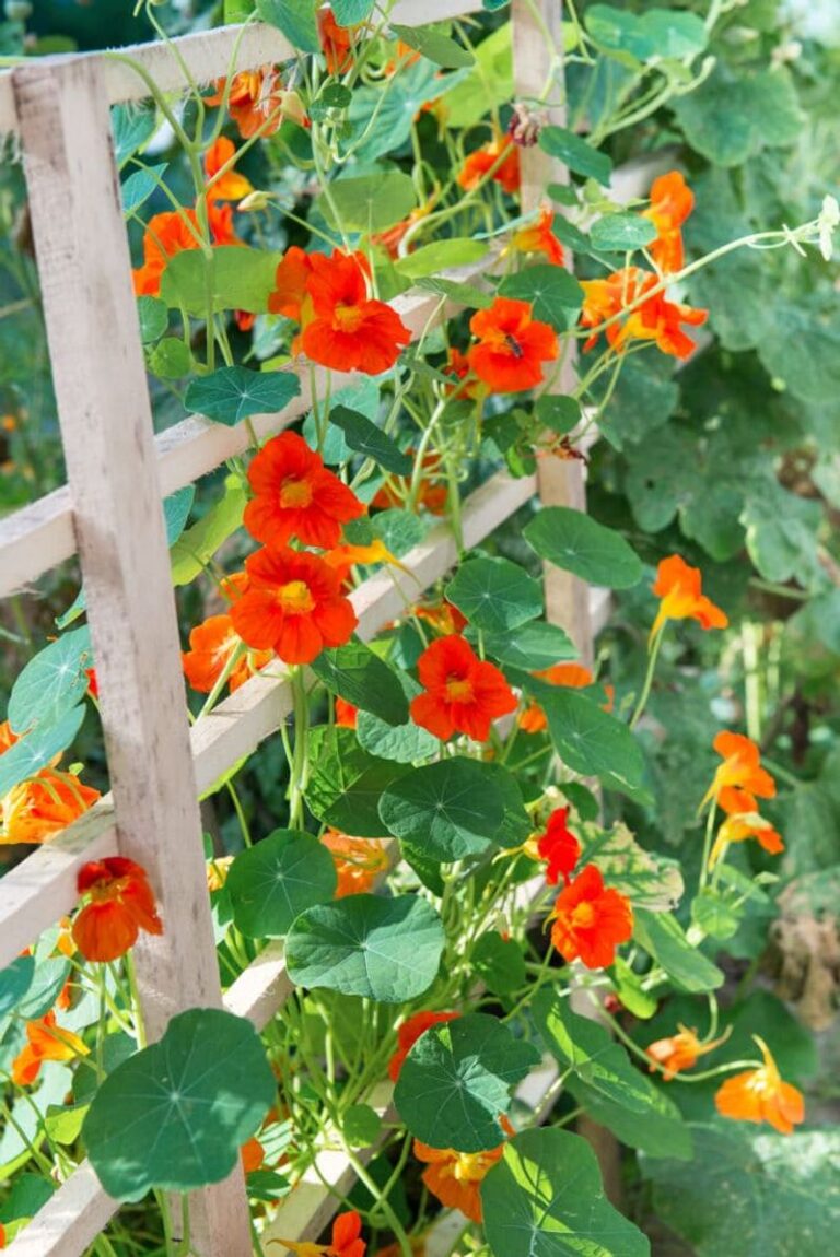 28 Climbing Flowers That Transform Fences Into Living Walls - Complete ...
