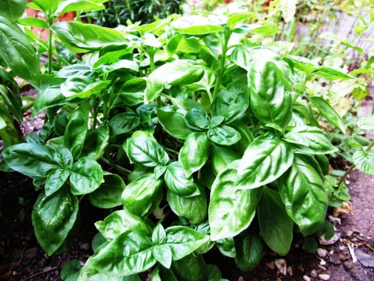 14 Powerful Plants That Naturally Repel Rats from Your Home and Garden ...