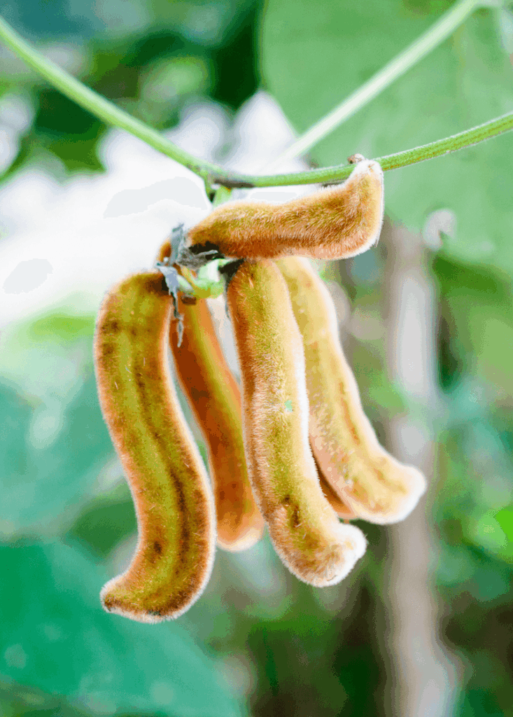 25 Amazing Bean Varieties Packed with Flavor and Health Benefits ...