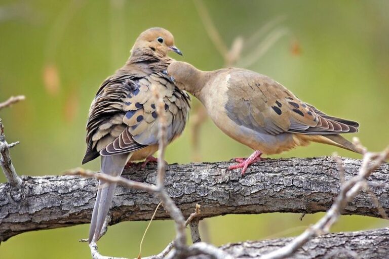 15 Amazing Facts About Mourning Doves That Will Surprise You - Complete ...