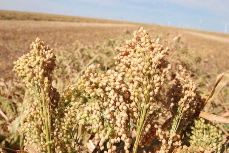 Millet Magic: The Ancient Grain Built for Modern Hard Times - Complete ...