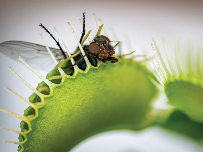 15 Fascinating Plants That React to Sound, Touch, or Movement ...