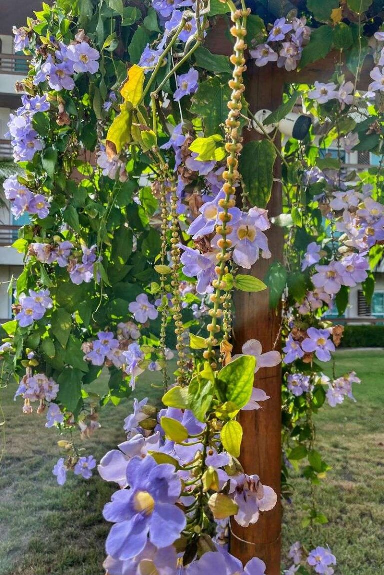 28 Climbing Flowers That Transform Fences Into Living Walls - Complete ...