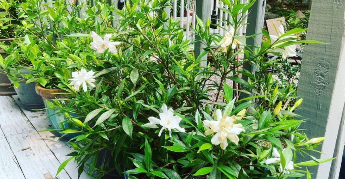 Most Gardeners Fail at Growing Gardenias—Here’s How to Get It Right ...