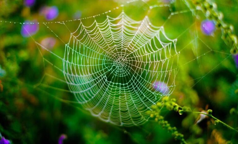 20 Misunderstood Truths About Spiders That Gardeners Need to Know ...
