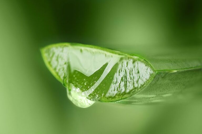 15 Fascinating Plants That React to Sound, Touch, or Movement ...