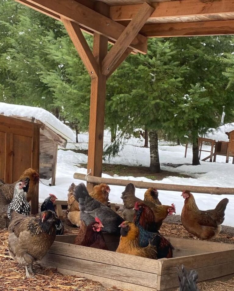 17 Shocking Reasons Raising Backyard Chickens Might Be More Dangerous ...