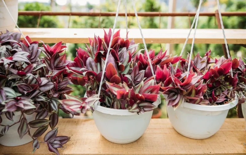 15 Pink/Red-Striped Houseplants That Are Almost Too Beautiful to Be ...