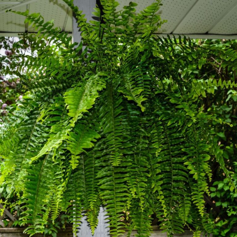 Don’t Toss Your Coffee Grounds—These 24 Plants Absolutely Love Them ...