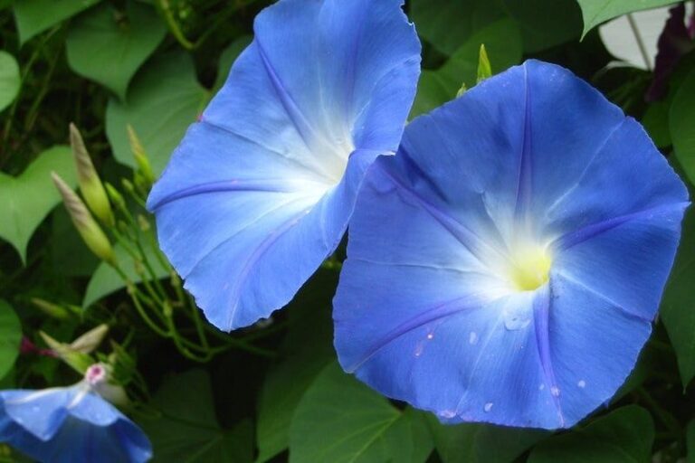 15 Fascinating Plants That React to Sound, Touch, or Movement ...