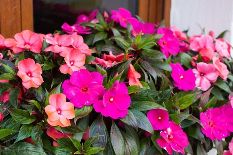 24 Beginner-Friendly Flowers Anyone Can Grow with Ease - Complete Gardening
