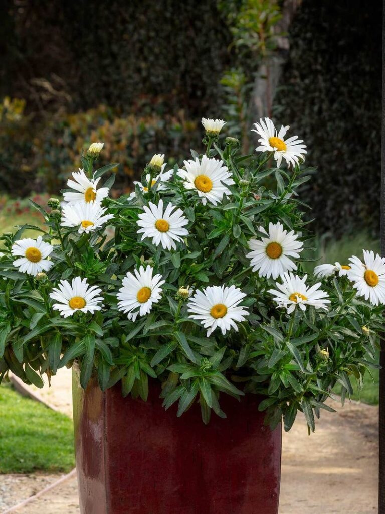26 Stunning Perennial Flowers Made for Pots Plus 10 That Need Almost No ...