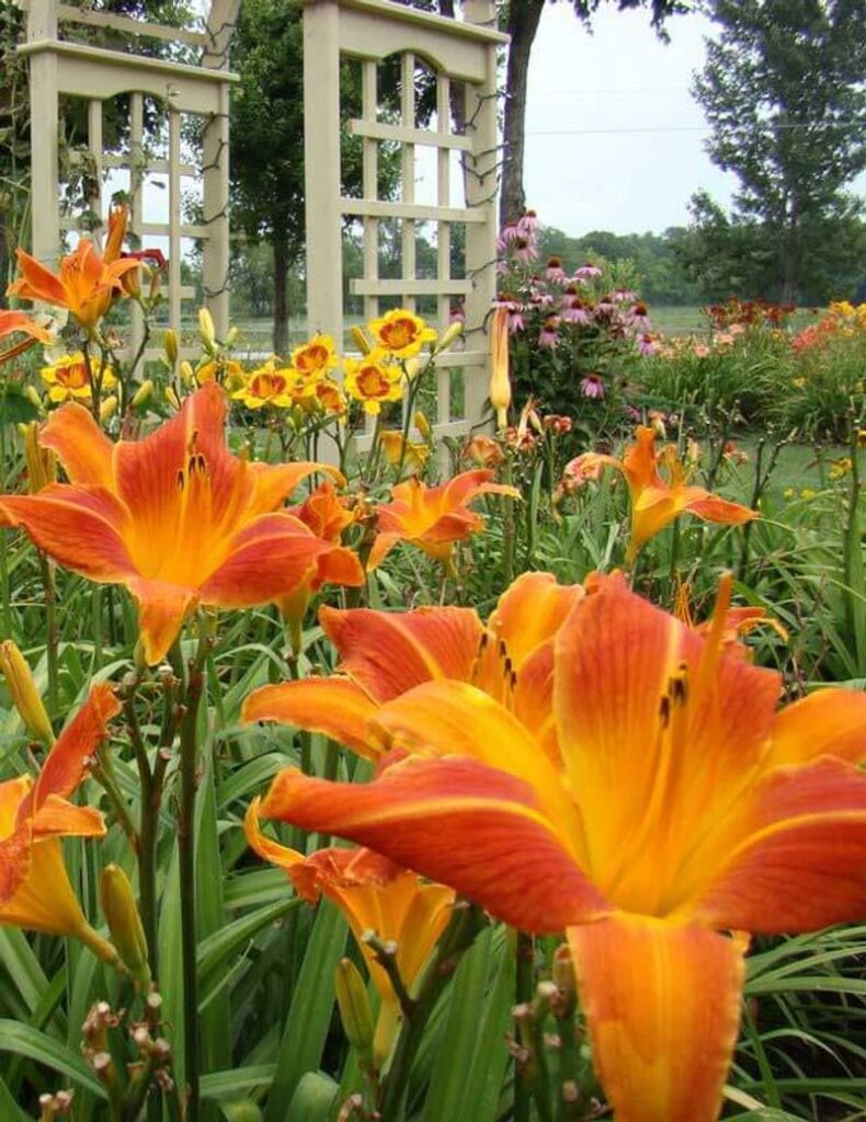 17 Gorgeous Perennial Flowers That Come Back Year After Year - Complete ...
