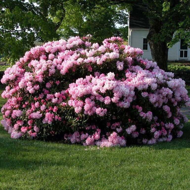 Swap Your Azaleas for 33 Eye-Catching Plants - Complete Gardening