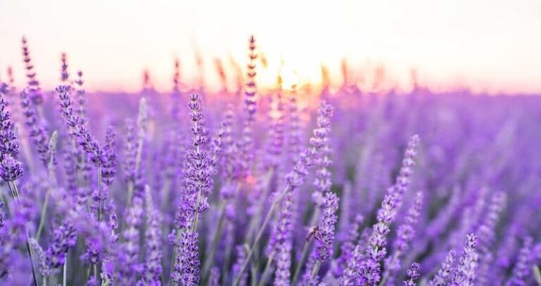 14 Powerful Plants That Naturally Repel Rats from Your Home and Garden ...