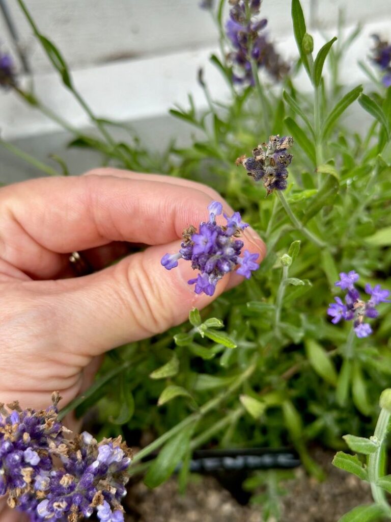 17 Lavender Rescue Tricks Every Gardener Should Know (Before It’s Too ...