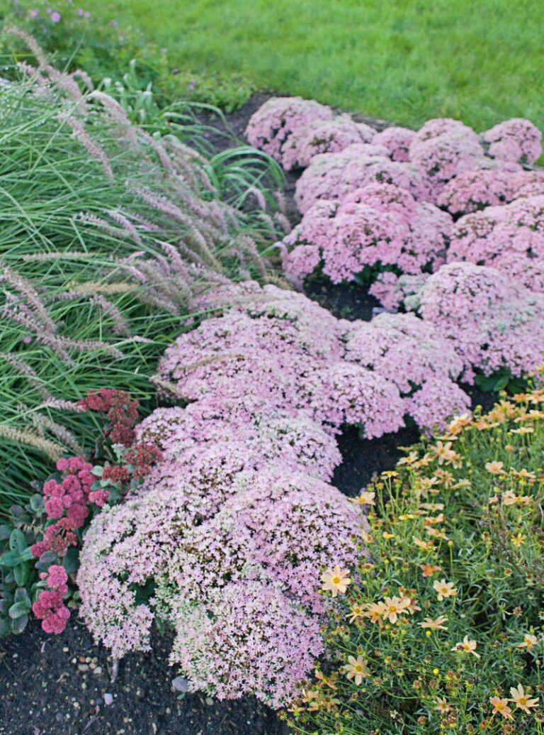 These 15 Low-Growing Perennials Will Instantly Transform Your Garden ...