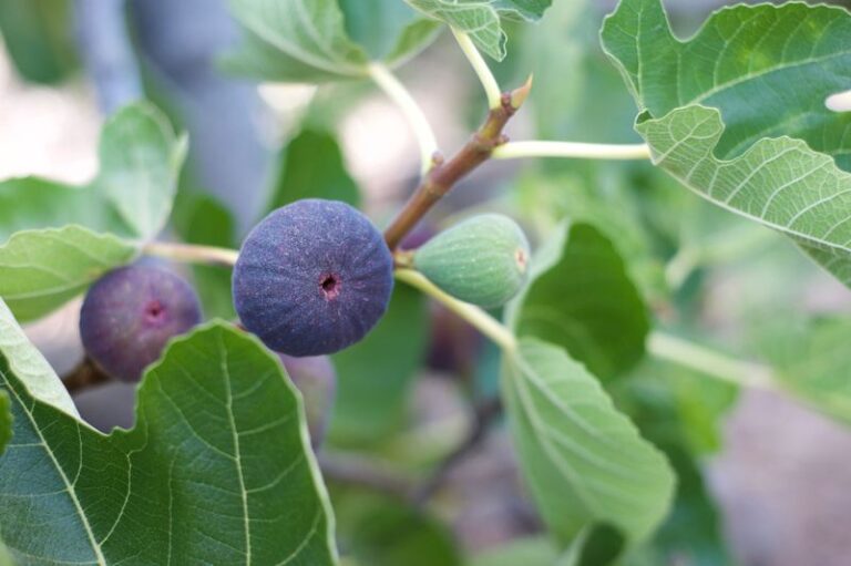 13 Proven Tricks to Get More Fruit from Your Fig Tree - Complete Gardening