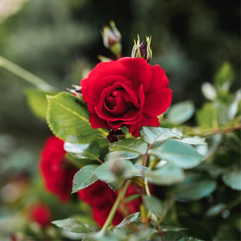 22 Breathtaking Roses Hidden From the Average Gardener - Complete Gardening