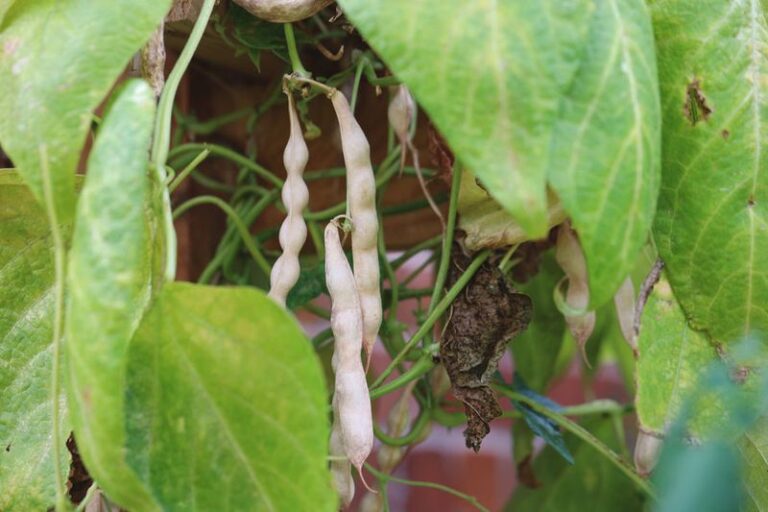 25 Amazing Bean Varieties Packed with Flavor and Health Benefits ...