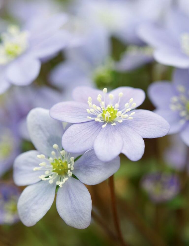 Plant Hepatica Under Your Trees—And Watch the Magic Happen - Complete ...