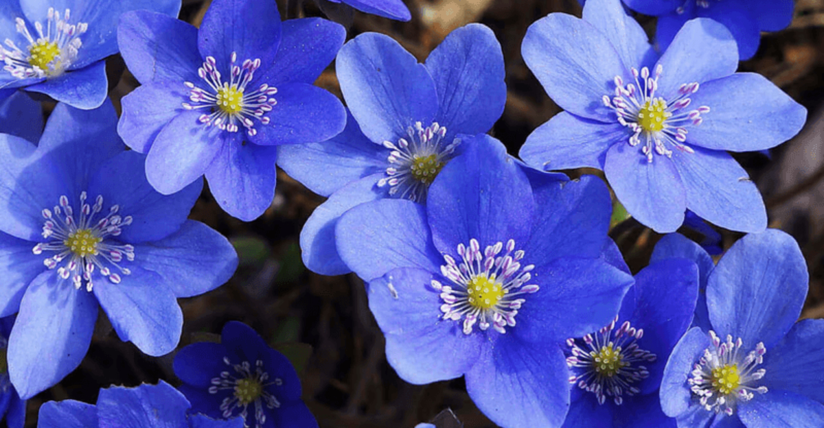 Plant Hepatica Under Your Trees—And Watch the Magic Happen - Complete ...