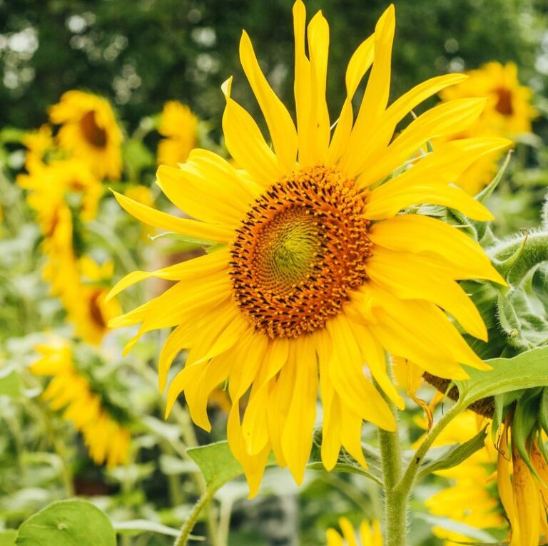 Plant These 12 Flowers This Week for a Stunning July Bloom - Complete ...