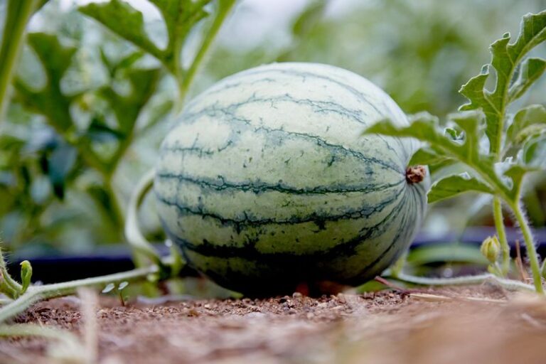 13 Easy Tips to Grow Giant Watermelons for a Bumper Harvest This Year ...