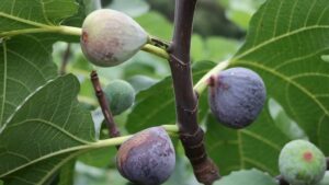 13 Proven Tricks to Get More Fruit from Your Fig Tree - Complete Gardening